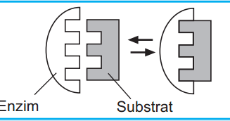 Komponen dan Cara Kerja Enzim ~ masarul.com