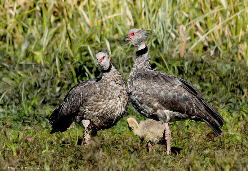 Cultura Guaraní: LEYENDA DEL CHAJA