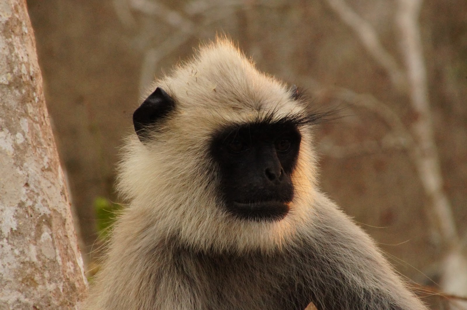 India Untravelled: Karnataka Forest Reserves: Camping in the Wild