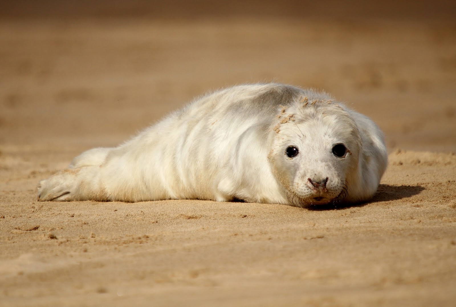 Anthony Bentley Wildlife Photography: Donna Nook Grey Seals