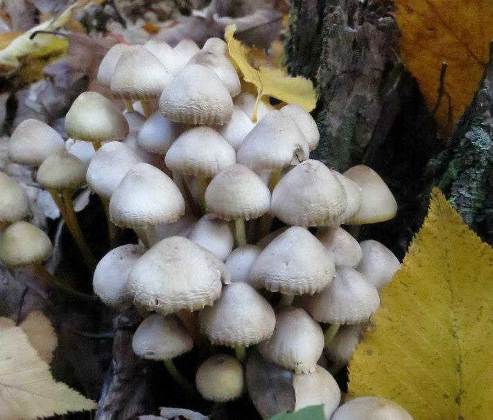 The Foraged Foodie: The ringless honey mushroom: Desarmillaria ...