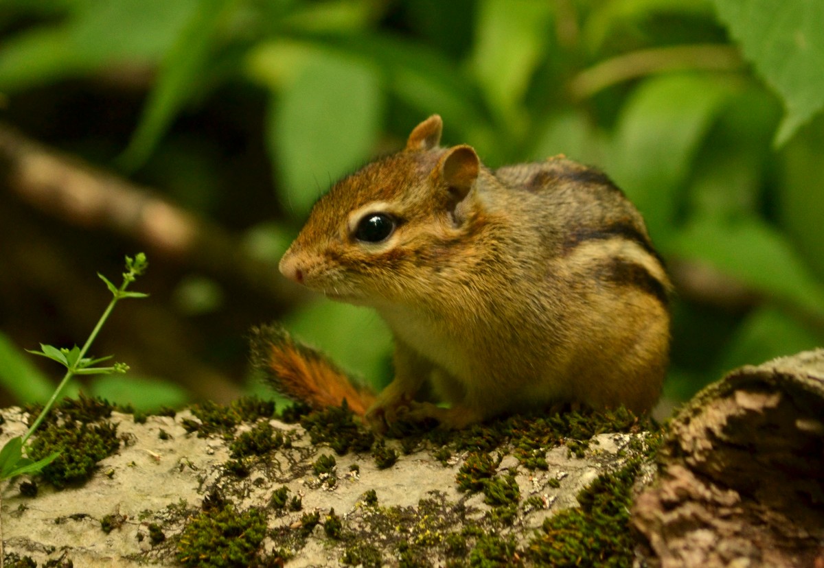 Woods Walks and Wildlife: July 2016