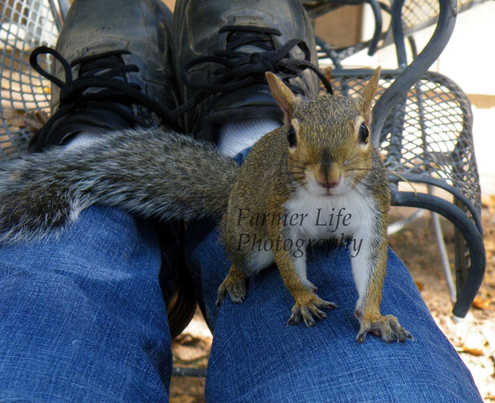 Living A Farmer's Life: Squirrel Spam 2!