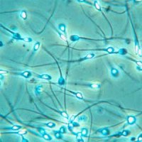 Ciri ciri pria mandul:ragam budaya