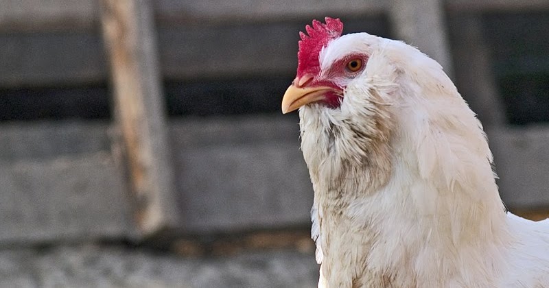 La nostra Boffa, un anno dopo - Cosa è successo in questo lungo periodo ...