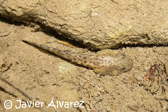 Anfibios y Reptiles de La Rioja: Agua
