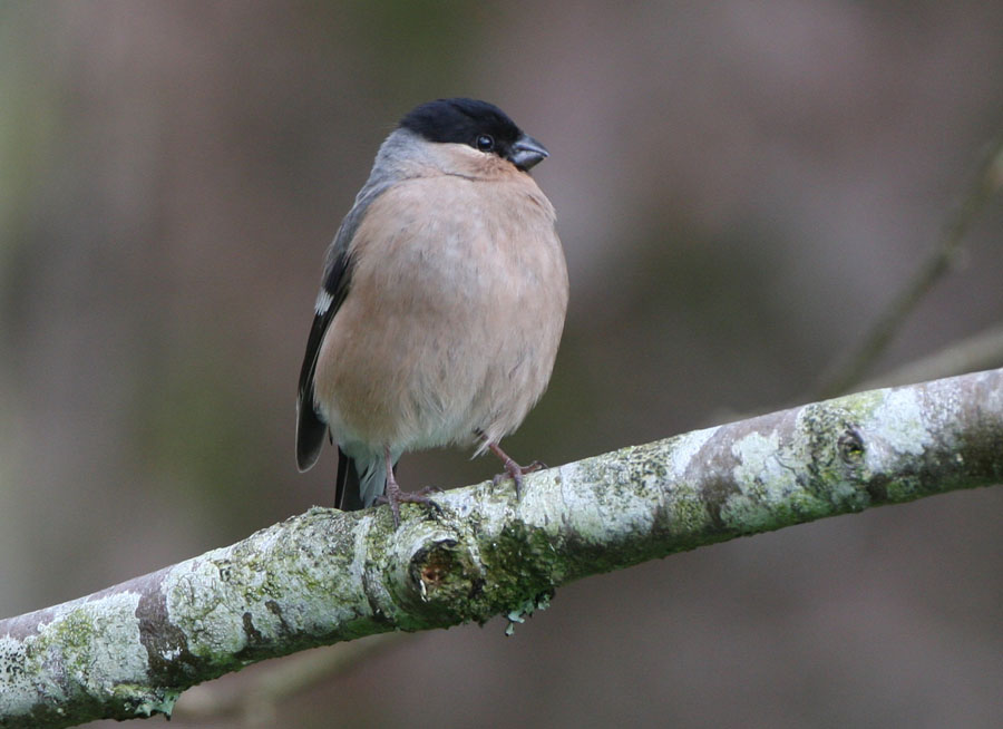 Mandy West Wildlife Photography: Mull Birds