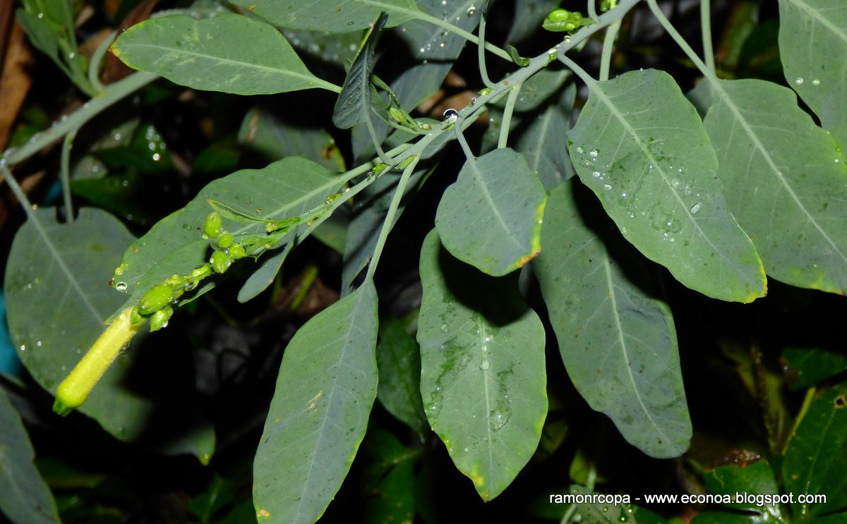 Aves del NOA y algo mas..: Palan palan(Nicotiana glauca)