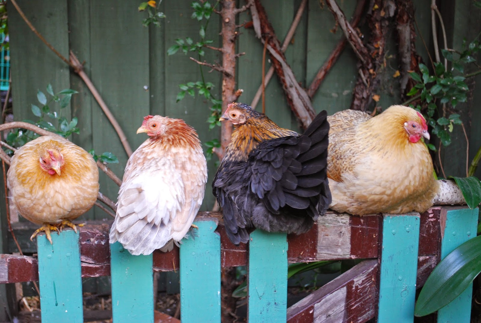 The Feathered Garden: Chook breeds for Freya