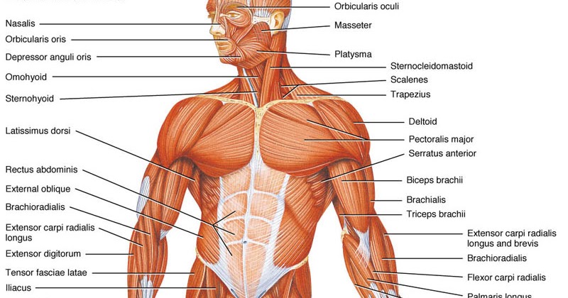 How Many Muscles Are In The Human Body And How Do Muscles Work Ency123 how-many-muscles-are-in-the-human-body-and-how-do-muscles-work-ency123