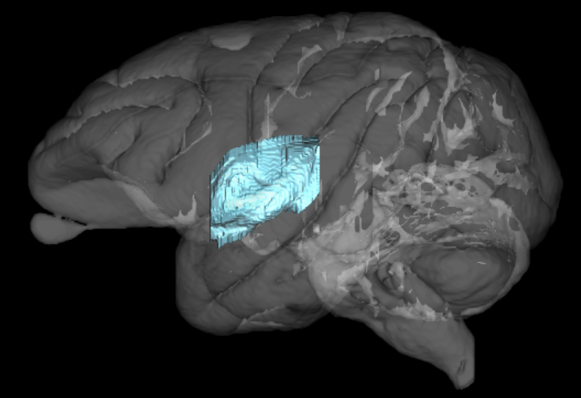 Atlas de neuroanatomía: CORTEZA CEREBRAL (NEOCORTEZA)