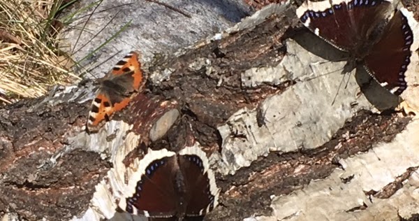 Merikaisla tuulessa : Perhosten kevätlentoja ja koivun mahlaa