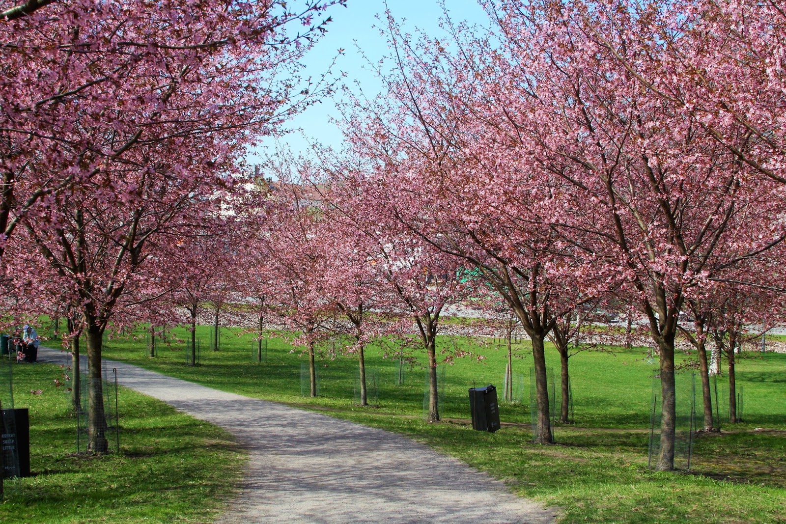 Minkun Matkassa: Kirsikka kukkii!