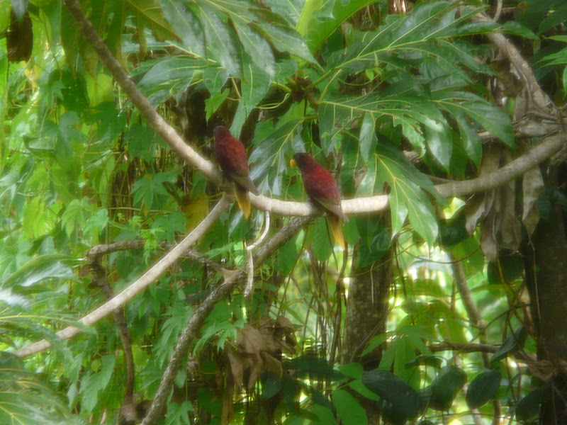 Tansy's Garden: Micronesia - Pohnpei