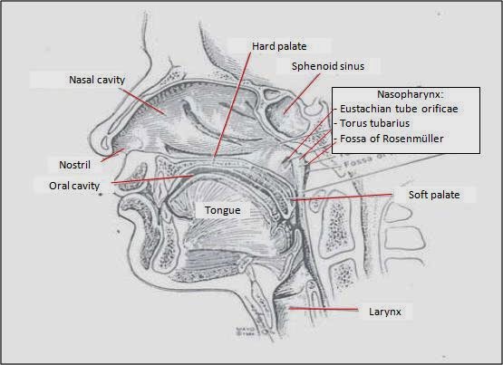 Deteksi Eksistensi DNA Epstein-Barr Virus (EBV) Pada Serum dan Saliva