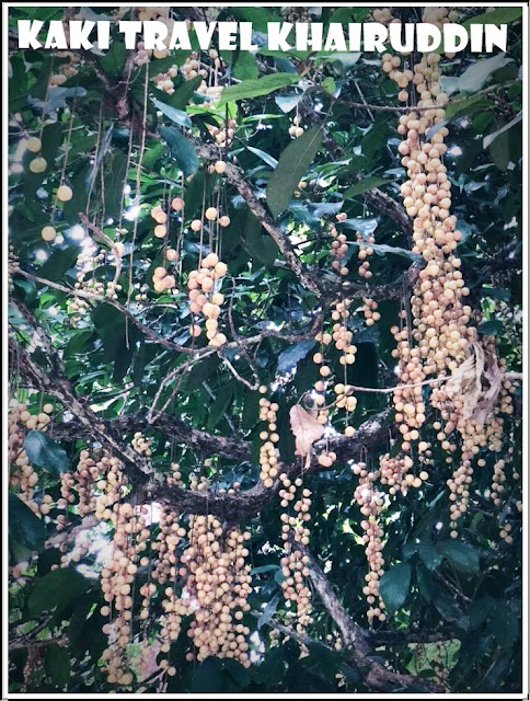 Kaki Travel: From Malaysia to the World with Khairuddin: Pokok Rambai ...