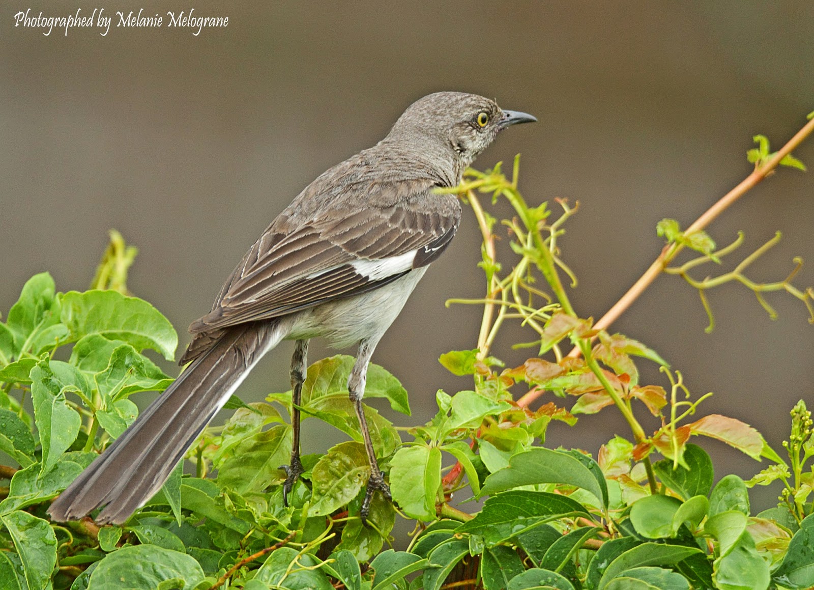 Mel's Outdoor Discoveries: The Northern Mockingbird
