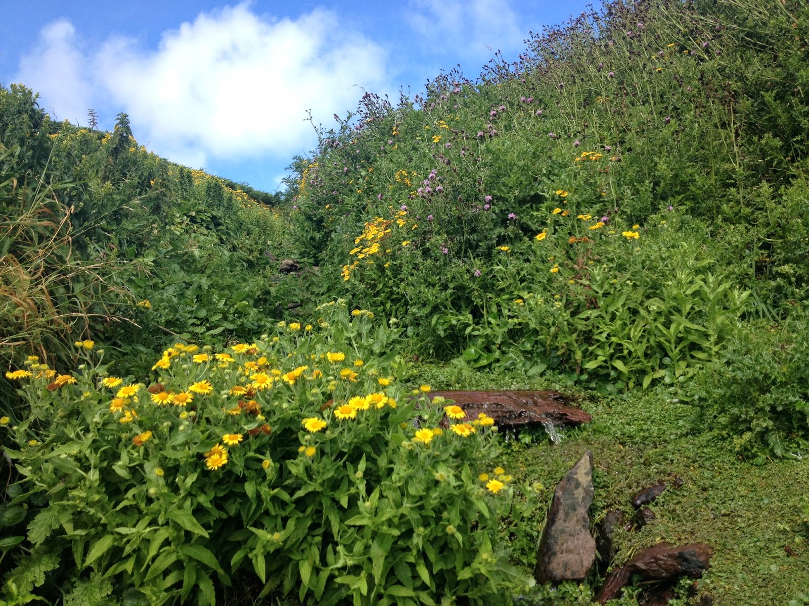 Bill's Birding: Tebenna micalis