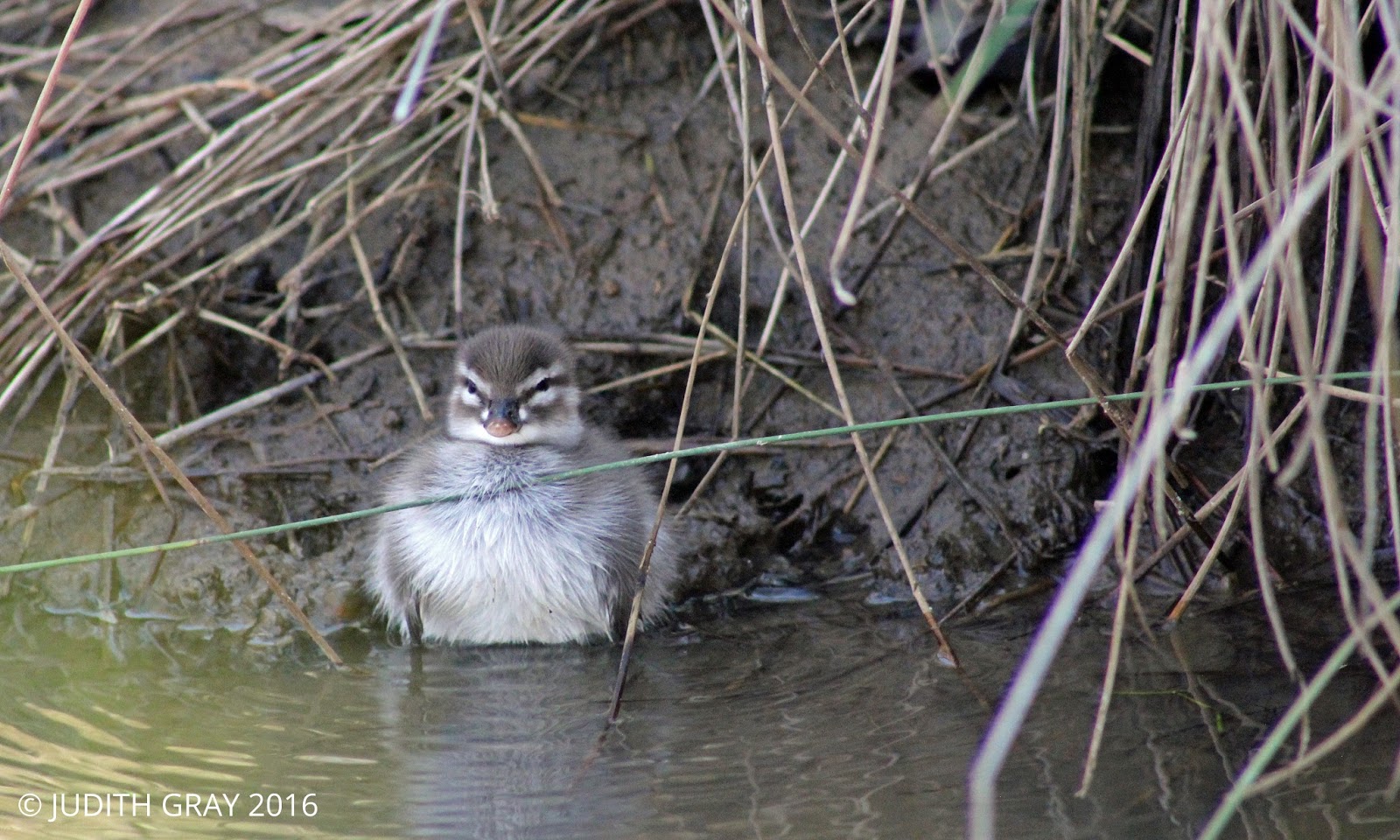 Eleven Wood Ducklings