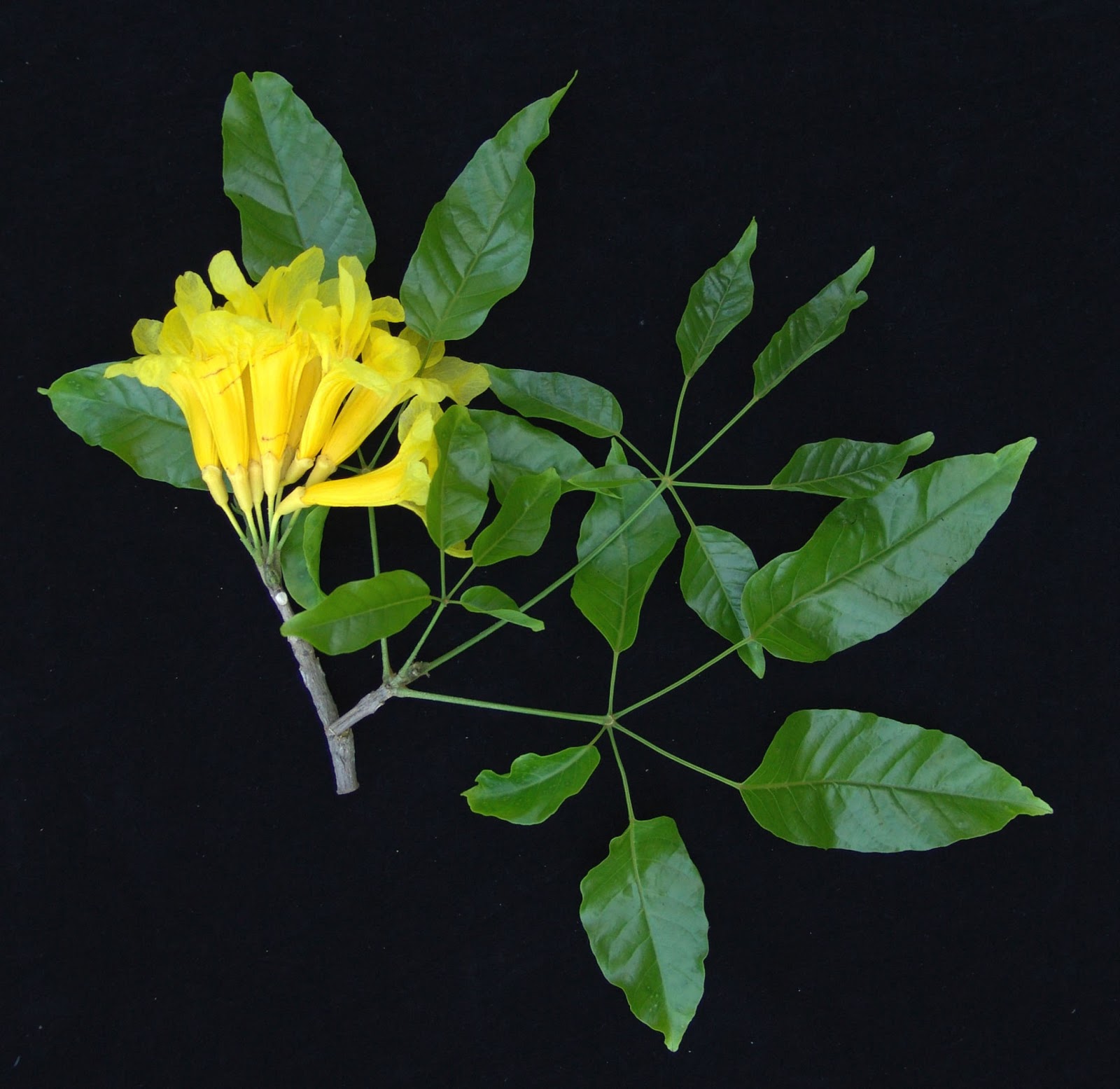 UN Caleño: Guayacán, un hermoso árbol.