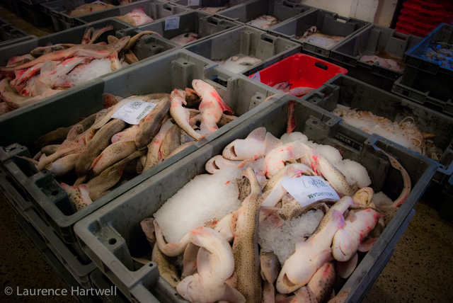 Through the Gaps! - Newlyn Fishing News: It's an inshore #FishyFriday ...