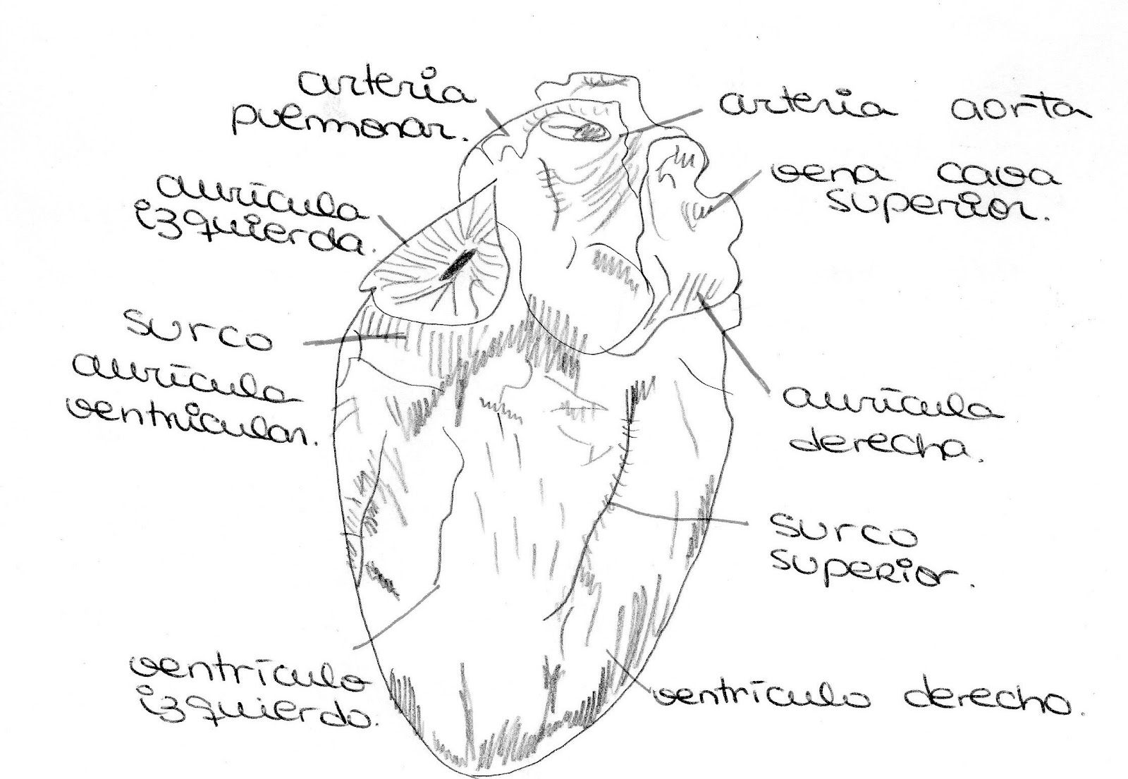 Biología humana, Sheila y Camila: Observación y disección del corazón ...