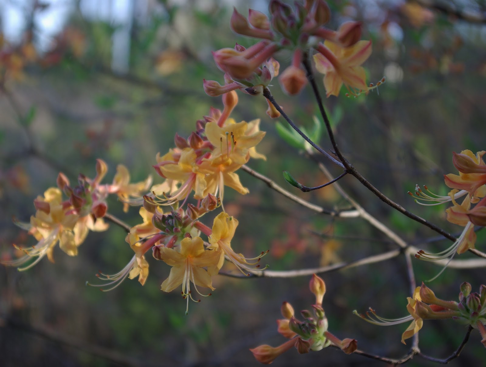 sweetbay: Florida azaleas
