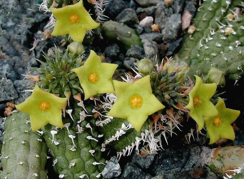 DÜNYA'NIN BÜTÜN GÜZELLİKLERİNİ KEŞFEDİN...: ERİGABO (Erigavo, Ceerigaabo)
