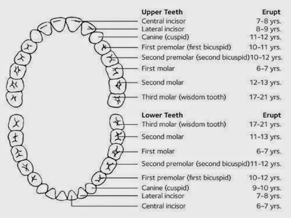 ANATOMI: Anatomi Fisiologi Sistem Pencernaan