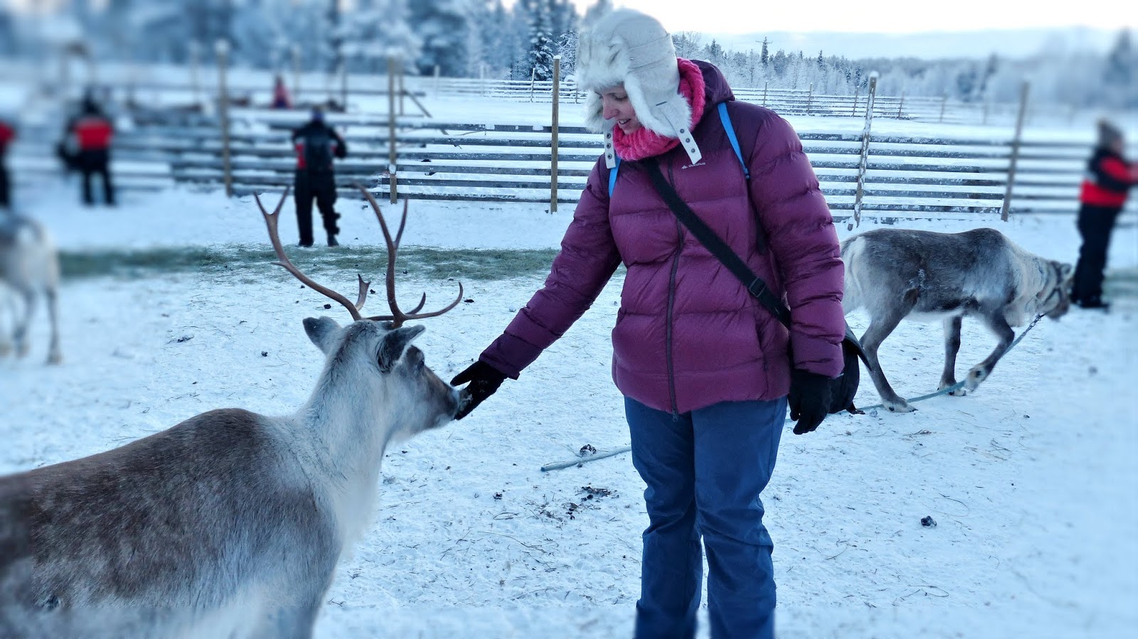 Les rennes du Père Noël