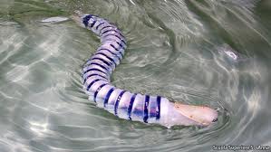 ROBOT ZOOMÓRFICO: TIPOS DE ROBOTS ZOOMÓRFICOS