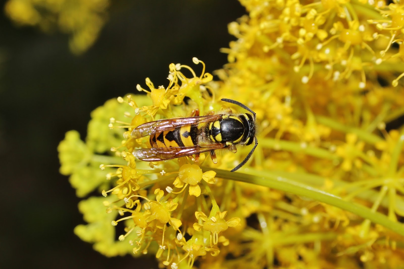 Biodiversity of Cyprus by NGO Protection of the Natural Heritage and ...
