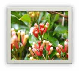 Serenemaklong: Khasiat Bunga Cengkih