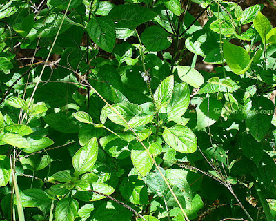 Benefícios do Gervão | Terapia Verde