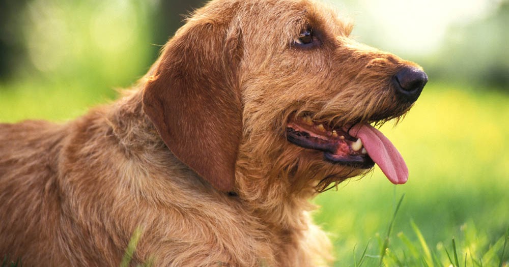 dog side stories: Griffon Fauve de Bretagne (Γκριφόν Φωβ της Βρετάνης)