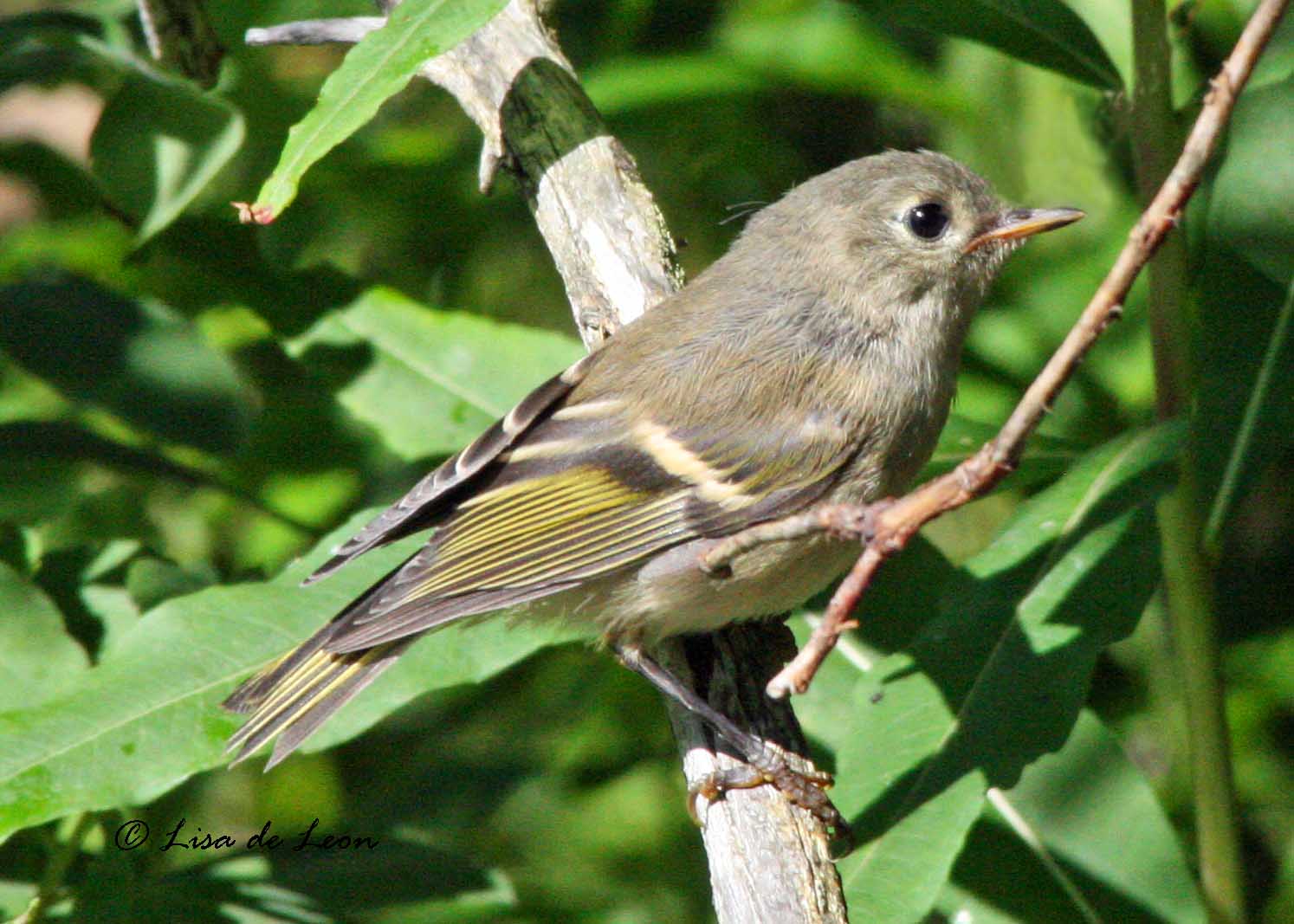 Birding with Lisa de Leon: Ruby-crowned Kinglet Juvenile