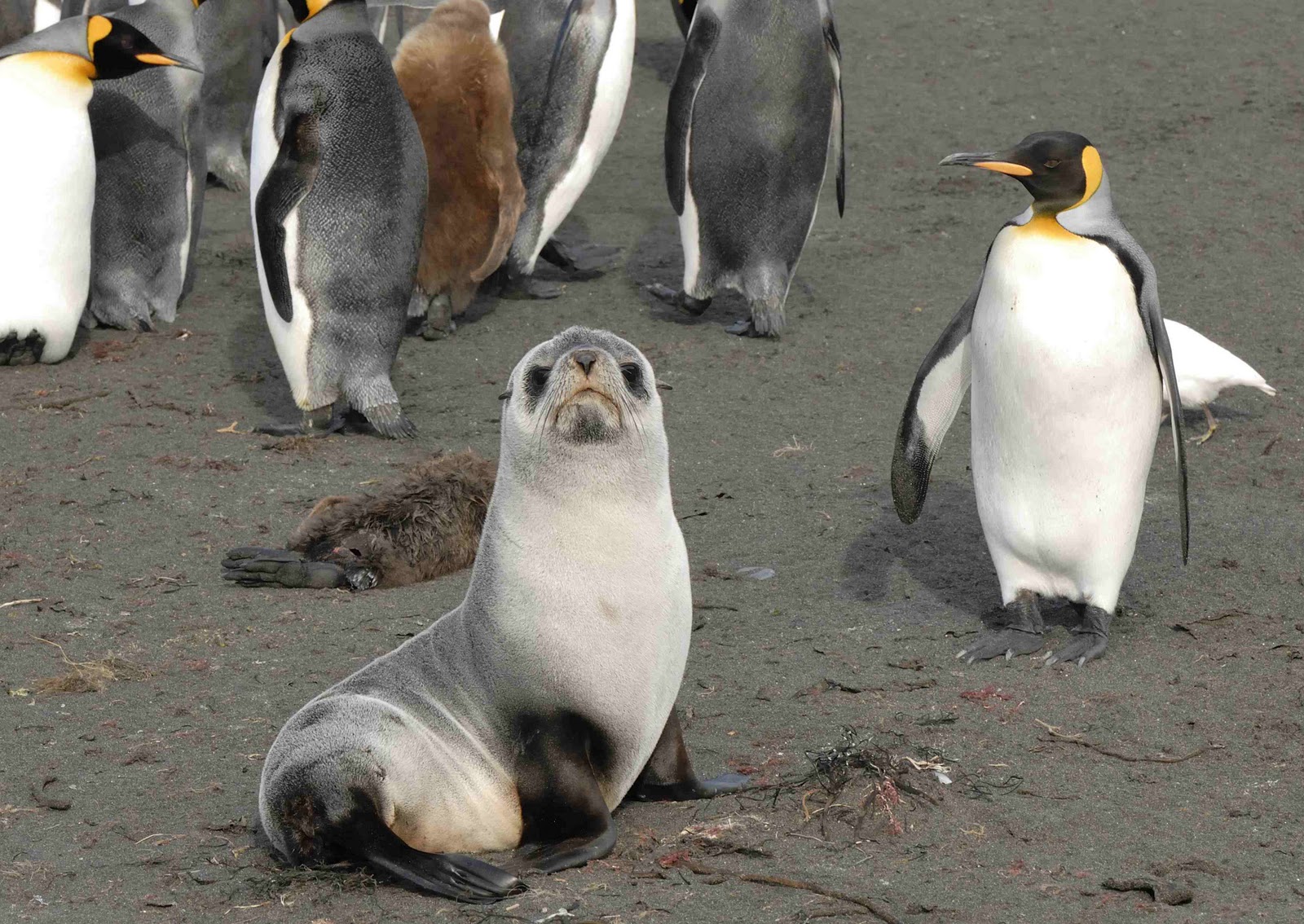 Blog officiel du district de Crozet - TAAF: Le temps de la découverte