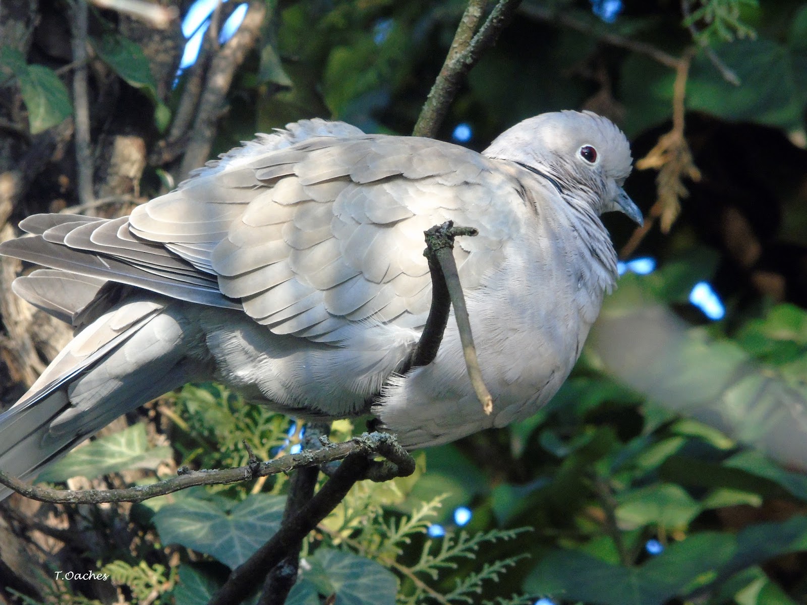 PASARI DIN ROMANIA: GUGUSTIUC, Streptopelia decaocto