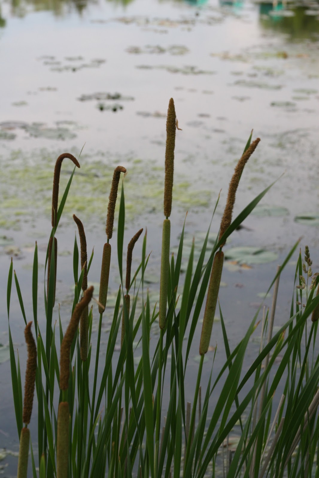 Isabella Conservation District Environmental Education Program: Cat got ...