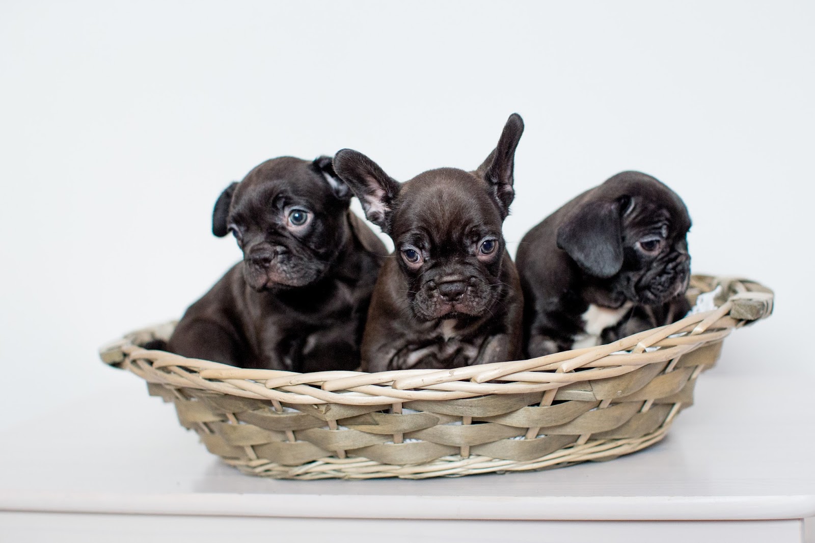 Buldogi Francuskie Hodowla by Paulina Więcek: listopada 2016