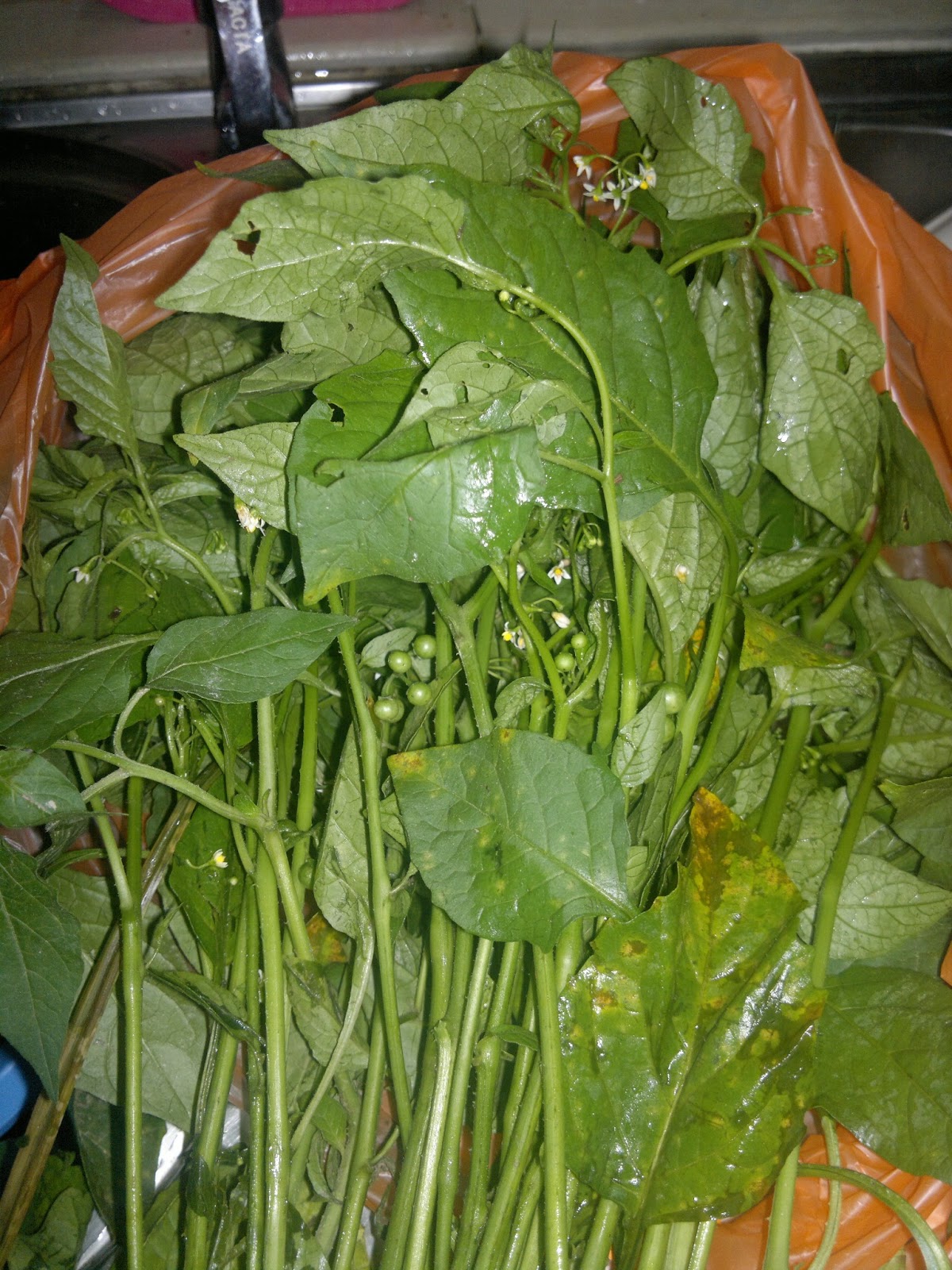 DANA: photo diary edisi mkn2