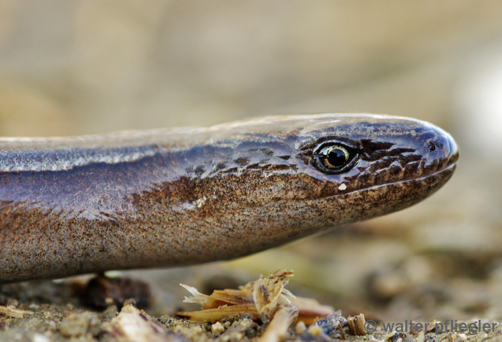 Nature photos from an Amateur Naturalist: Sarandë District, Albania III ...