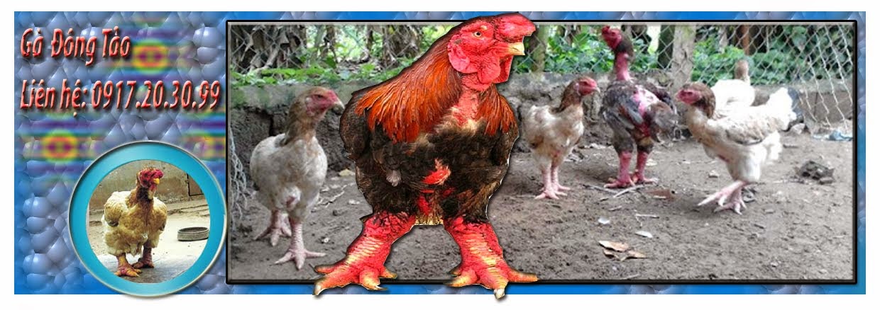 gà đông tảo , giá bán rẻ ga dong tao , giống ga dong tao , cách nuôi ga ...