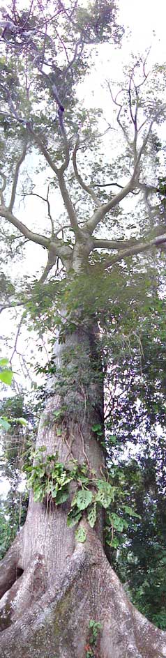 Nature Drawing and Journaling Trips : Nature Journaling in Belize 3