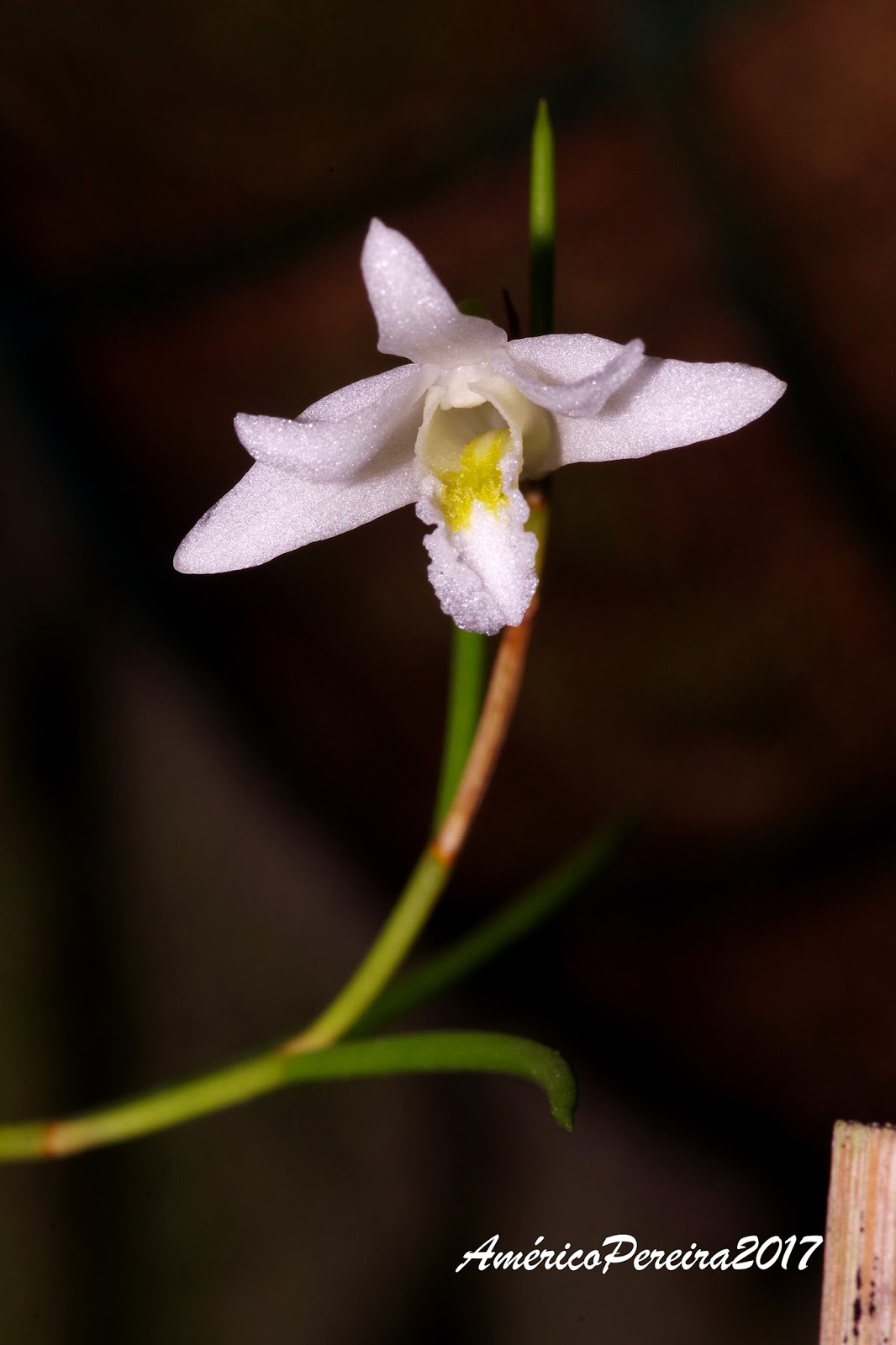 Orquídeas soltas: Dendrobium equitans