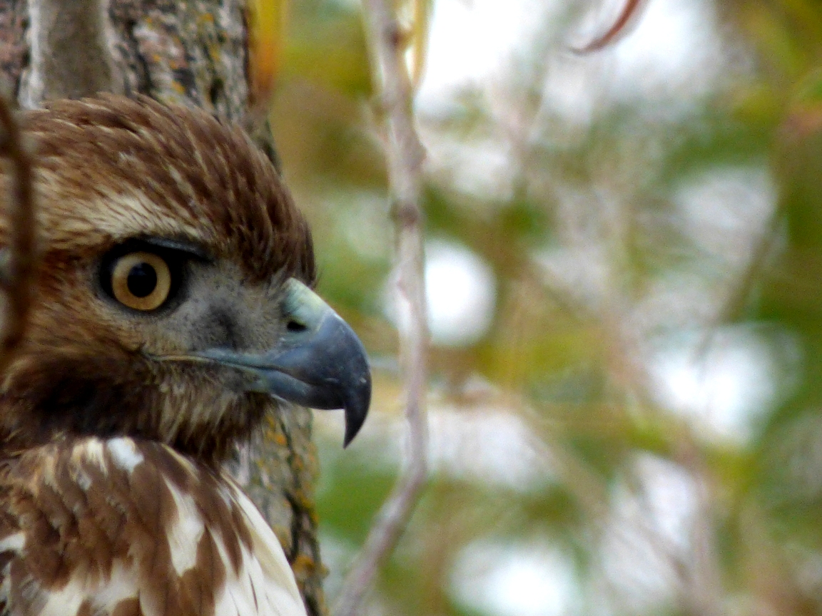 Geotripper's California Birds: Juvenile Red-tailed Hawk at the ...