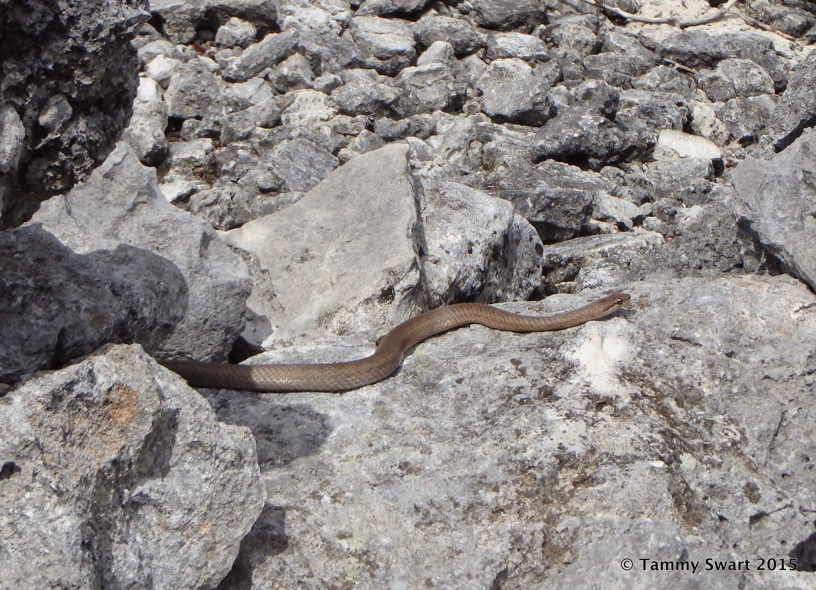 Things we did today...: The Jewel Of The Exumas