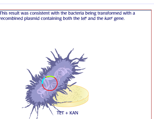 Straining Forward: AP bio: Bacterial Transformation and Transduction