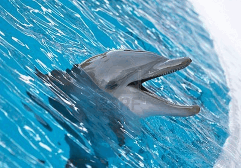 Animals World: dolphins inside water