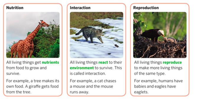 Carmelitas English: Unit 1: Living Things (Science)